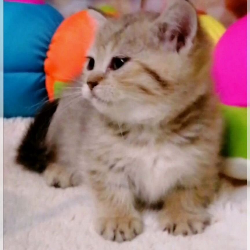 Манчкиночка скоттиш килт by 24