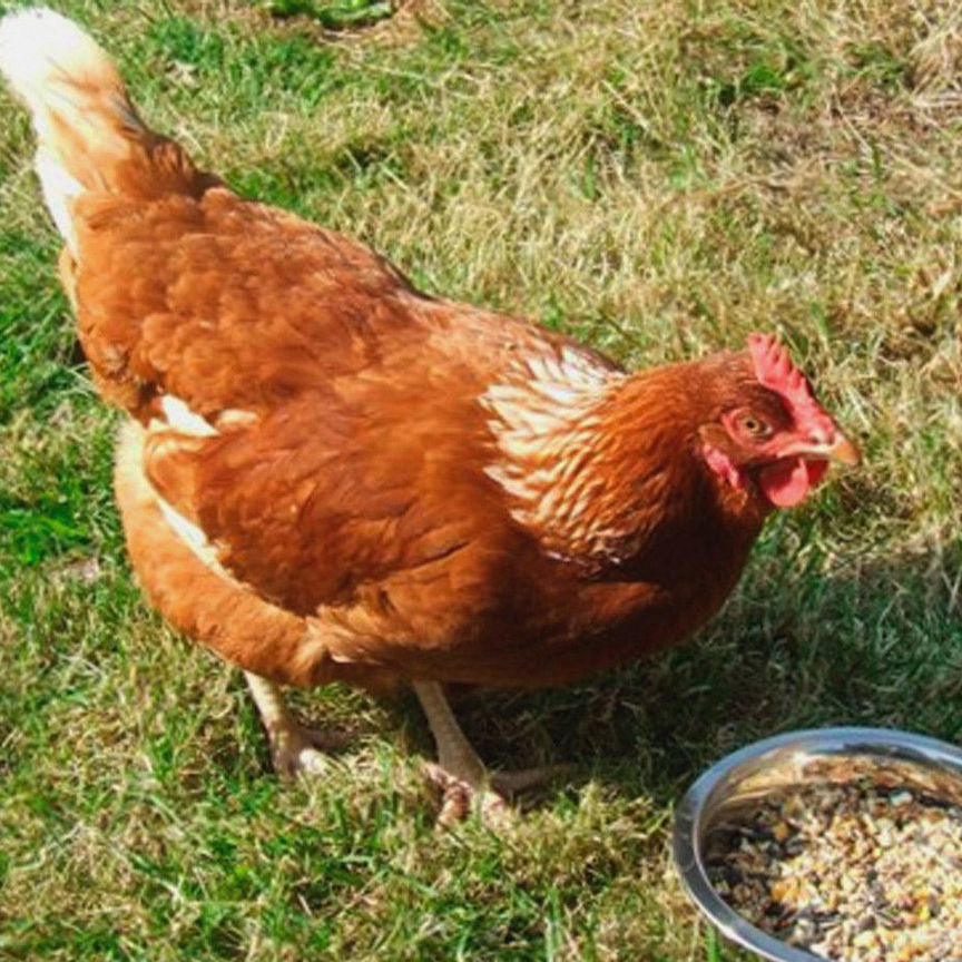 Куры Несушки с доставкой с доставкой