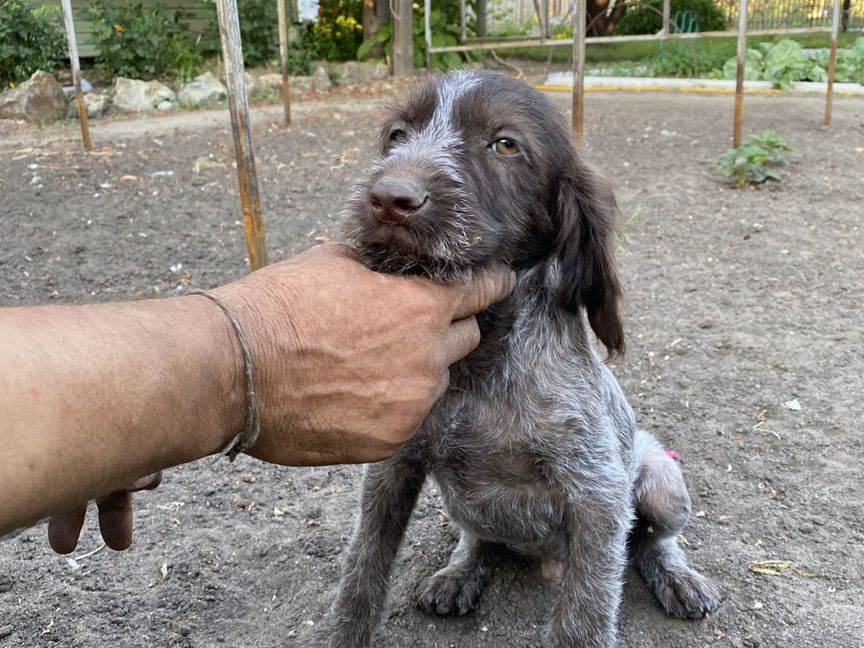 Щенки дратхаара