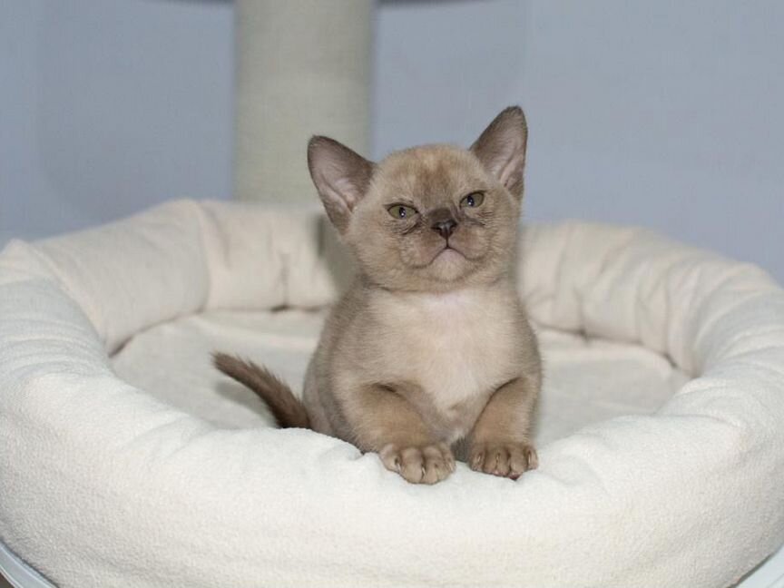 Котята Европейской Бурмы