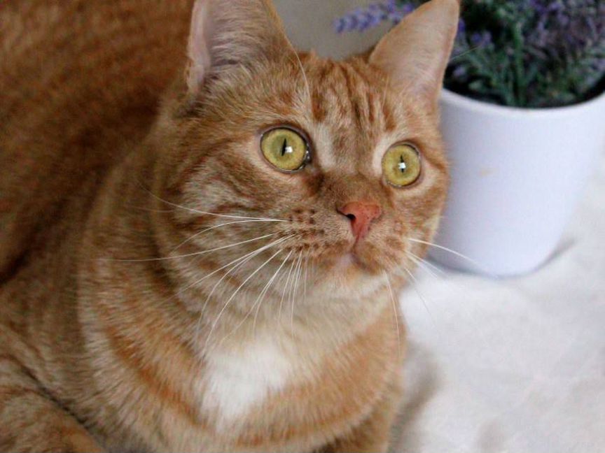 Кошка Дафна друг собаки в добрые руки