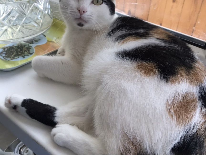 Кошка