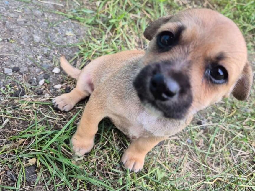 Той-терьер щенки