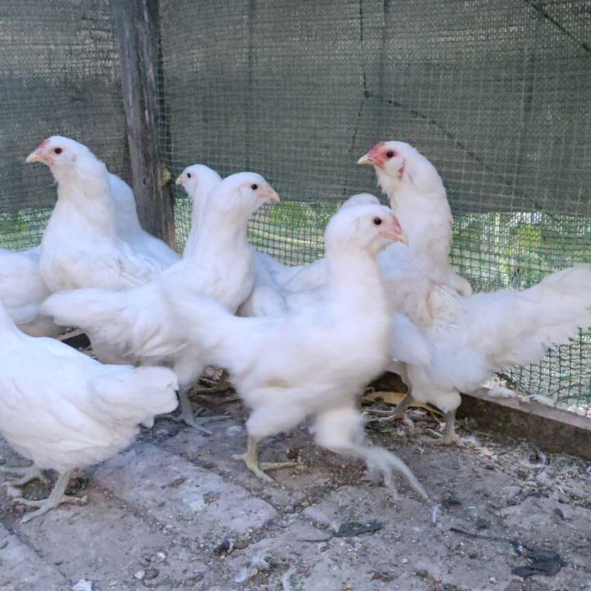 Амераукана Белая 2+1