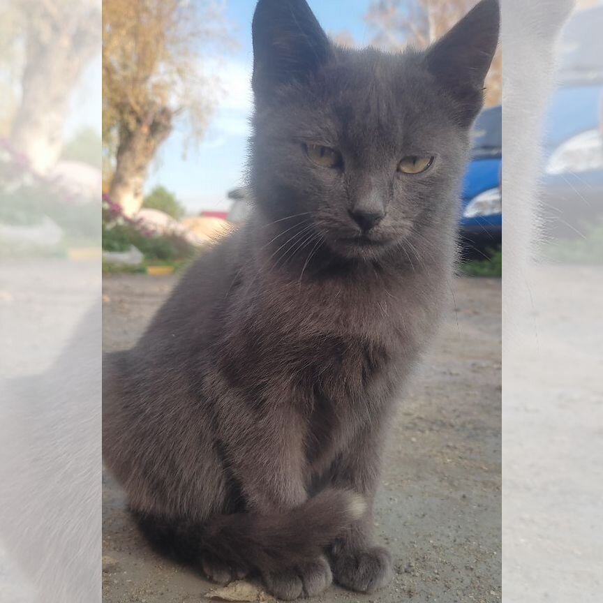 Отдам милого котика в добрые руки