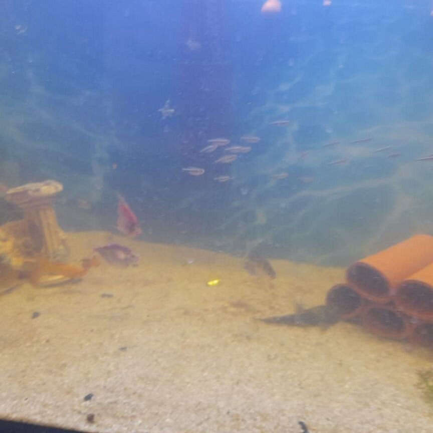 Аквариум стеклянный