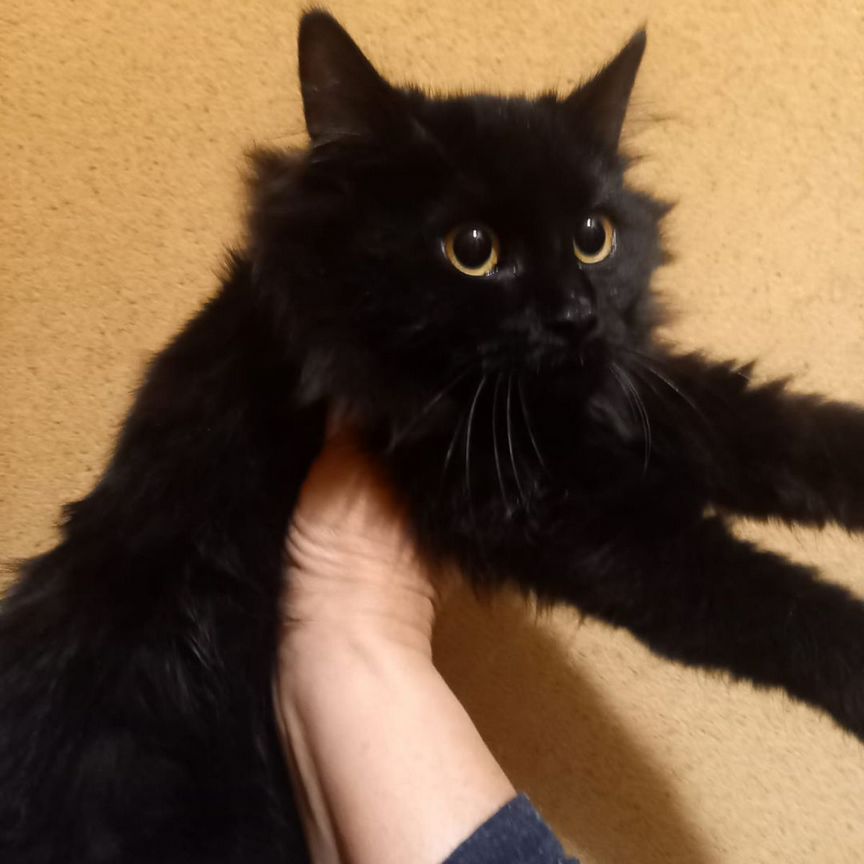 Кошка