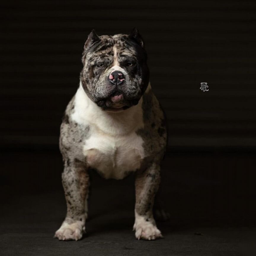 Щенки Американские булли от Чемпиона абкс