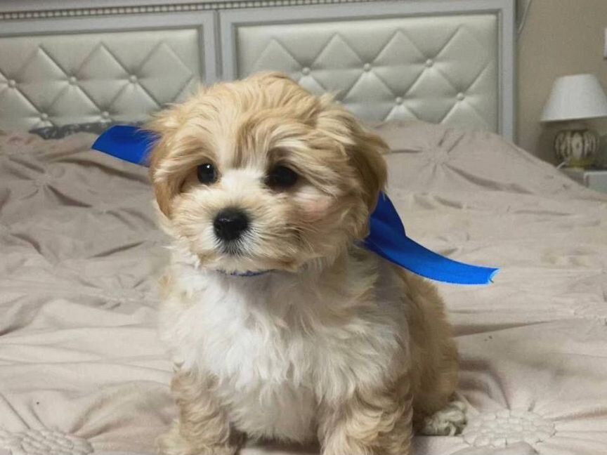 Щенок мальтипу f1 мини