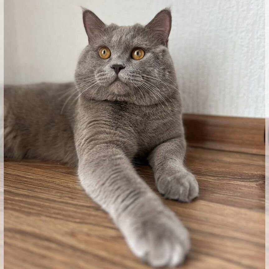 Кот для вязки