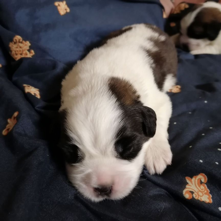 Сенбернары