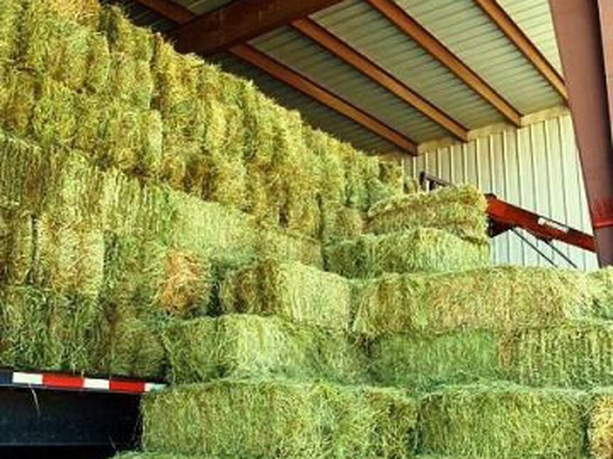 Сено в брикетах