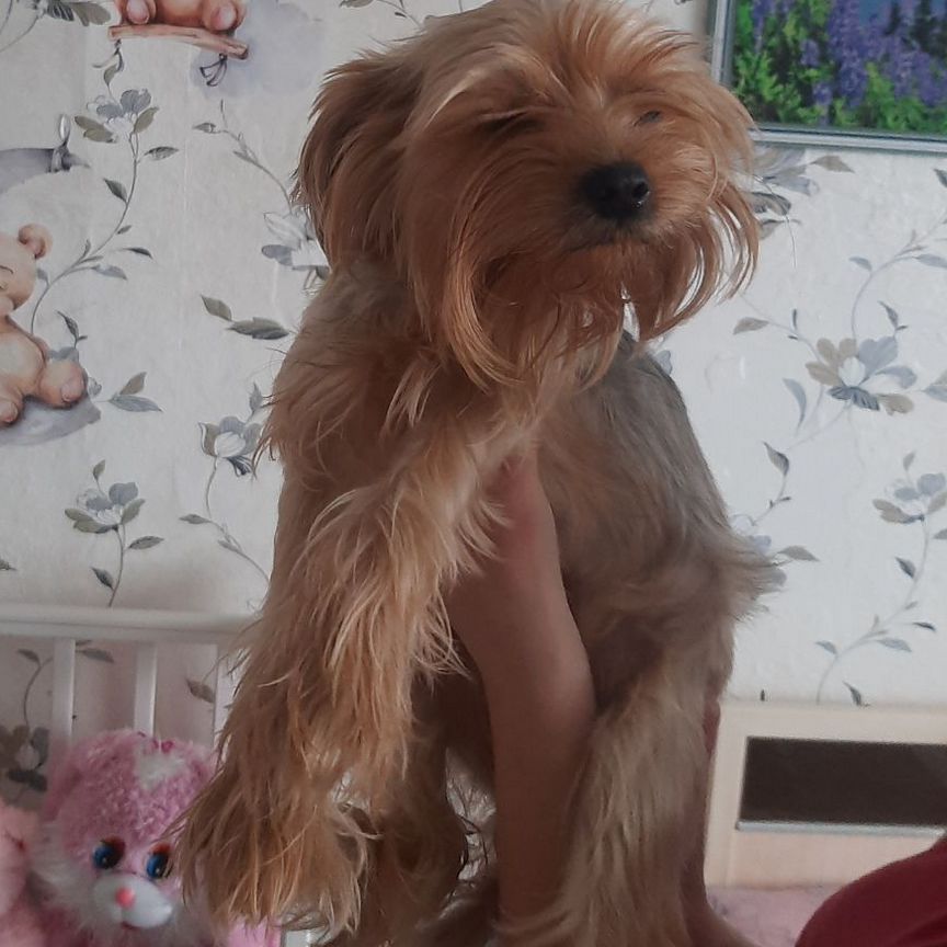 Йоркширский терьер, взрослая собака