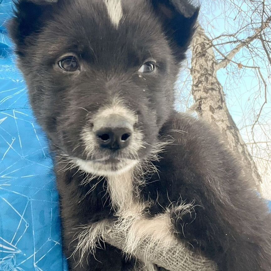 Щенок бесплатно