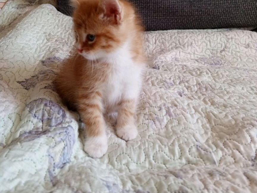 Котята Рождественские