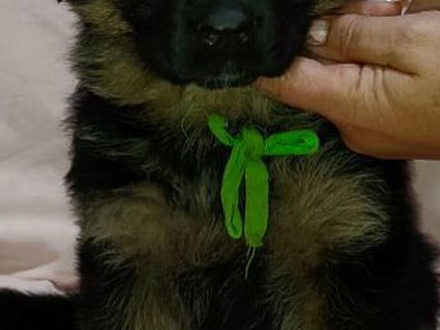 Немецкая овчарка