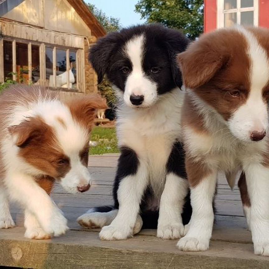 Щенки бордер колли