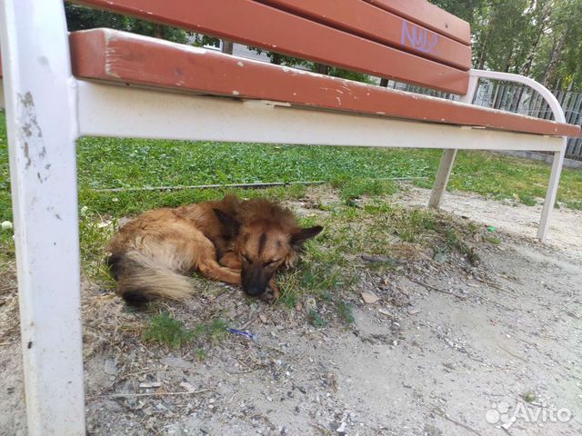 Найдена собака маленькая 5-7 кг