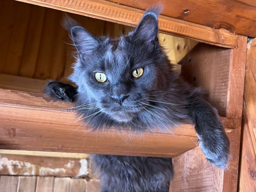 Кот мейн-кун 5 лет