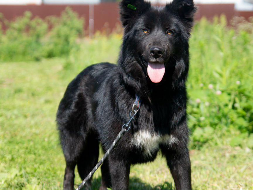 Умнейшая красотка в надежные руки