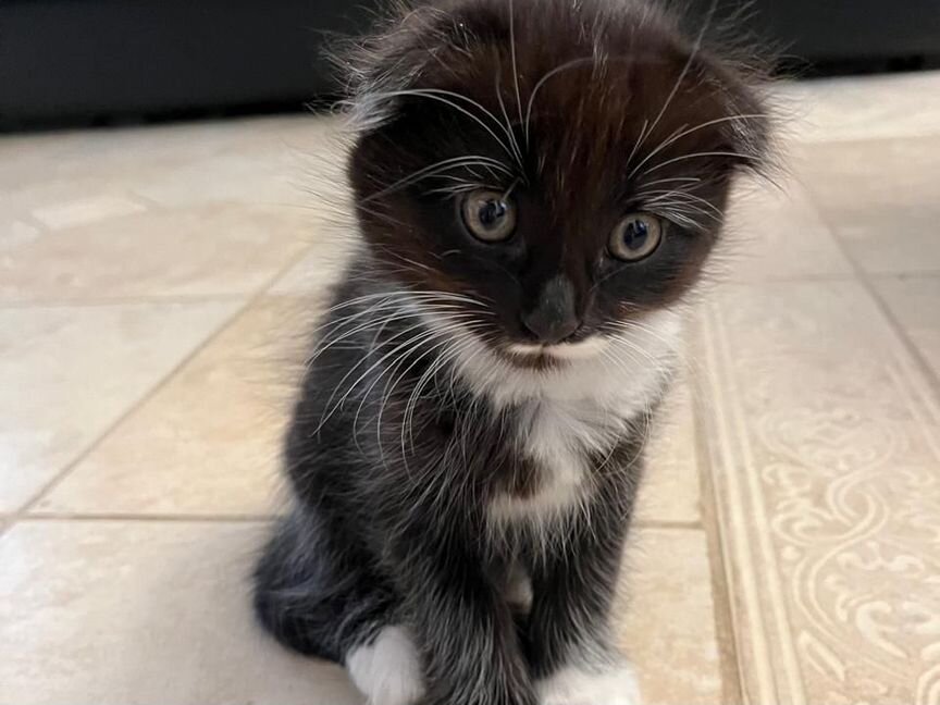 Котенок мальчик, папа британец