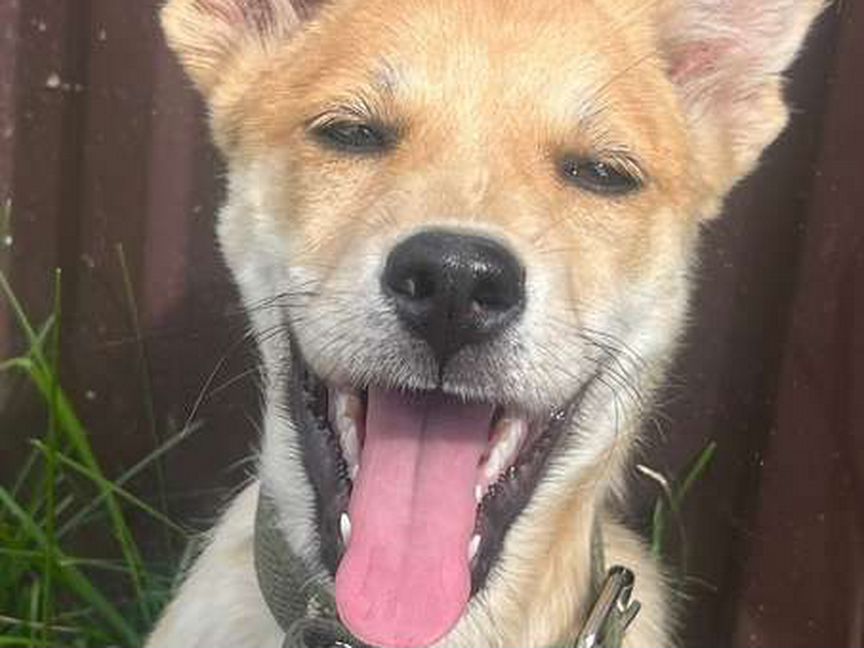 Собака в добрые руки щенок из приюта