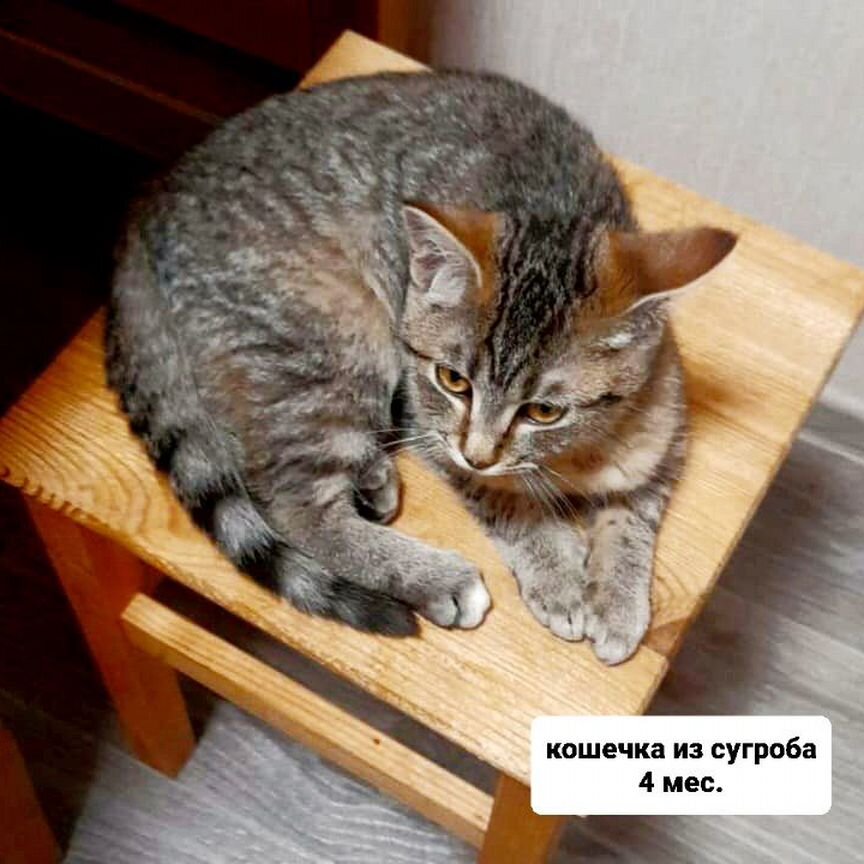 Котенок кошечка 3 мес