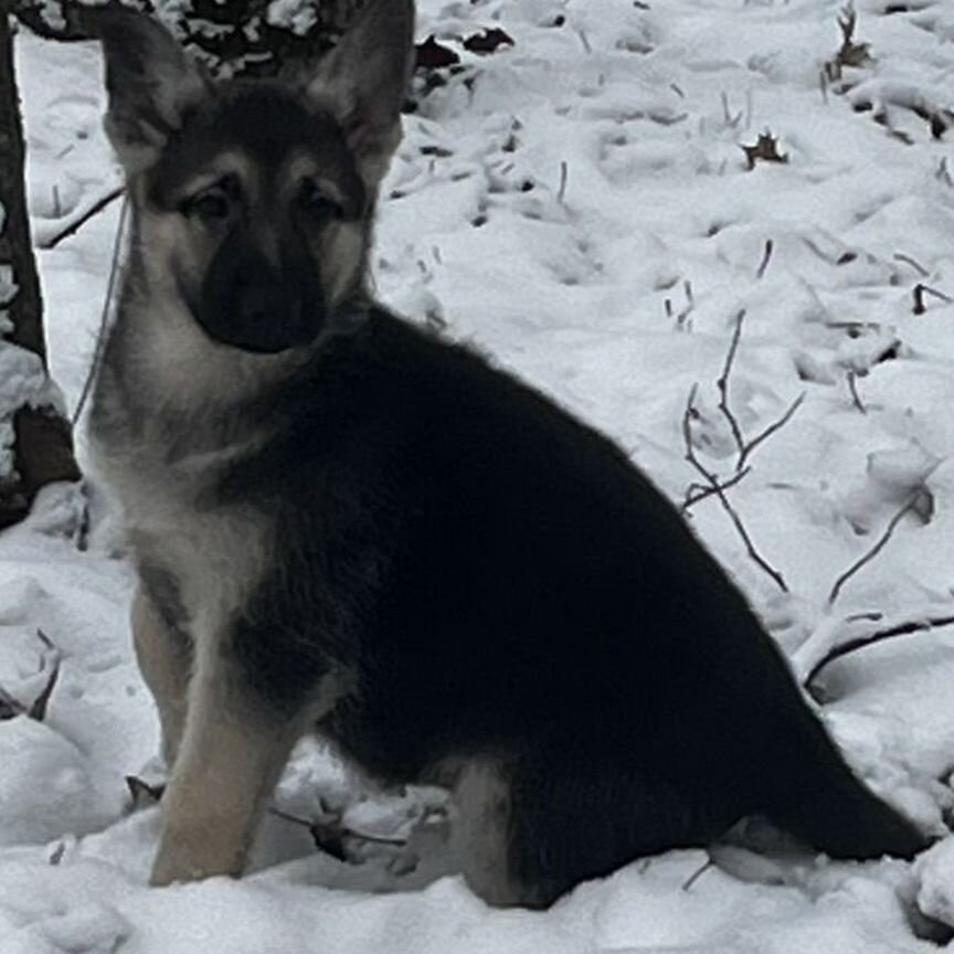 Восточноевропейская овчарка, щенок