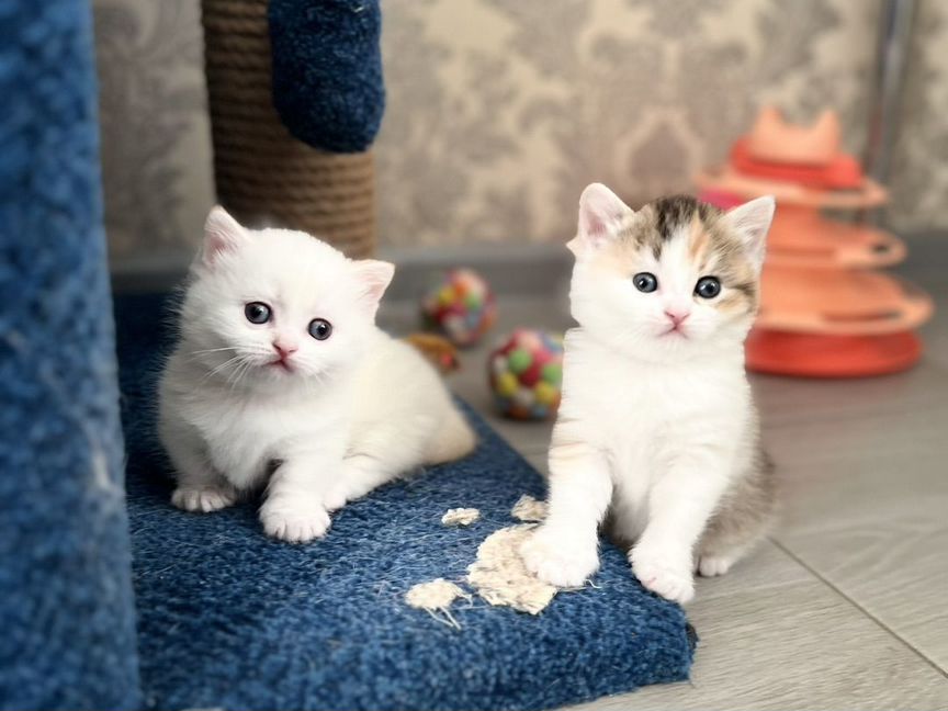 Котята манчкин