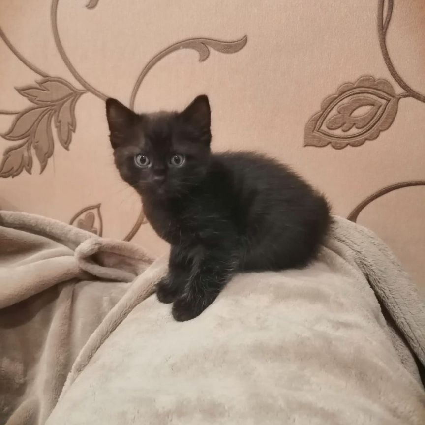 Отдам в хорошие руки бесплатно
