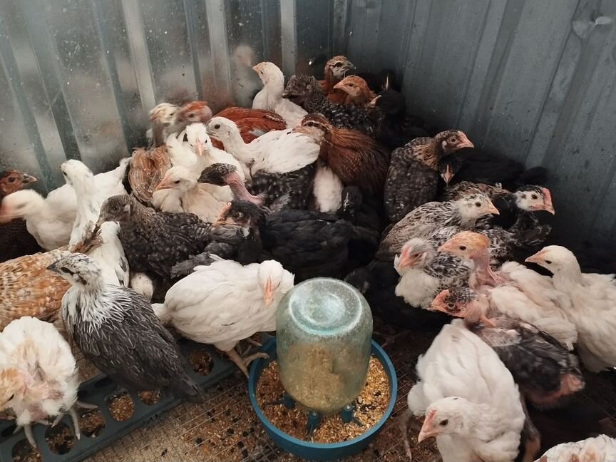Суточные цыплята