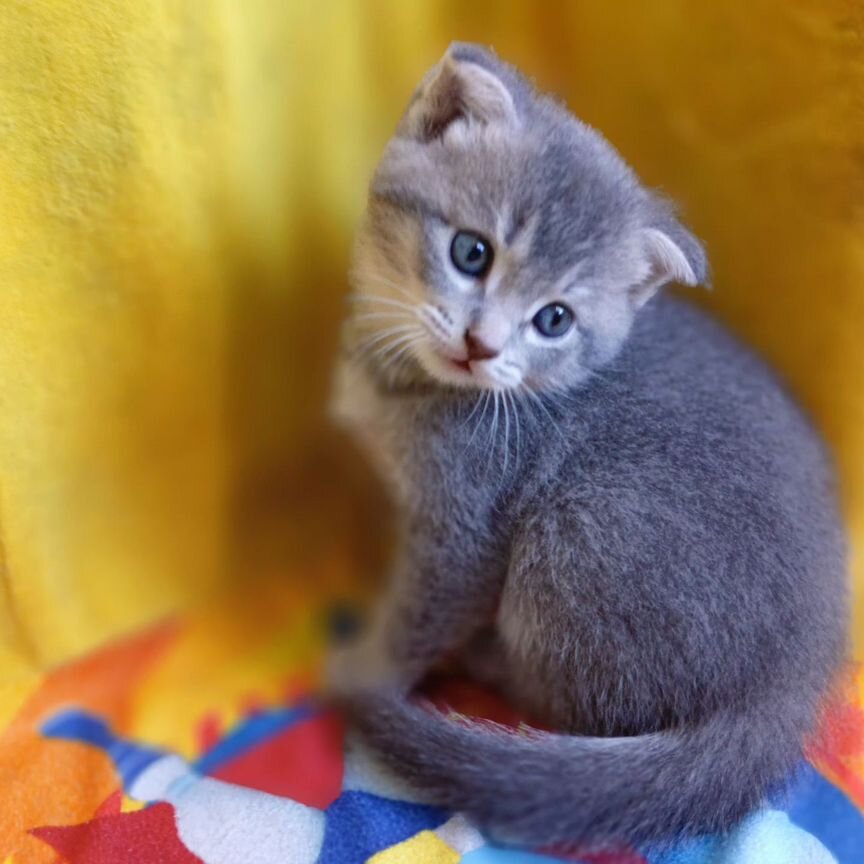 Котёнок шотландский вислоухий