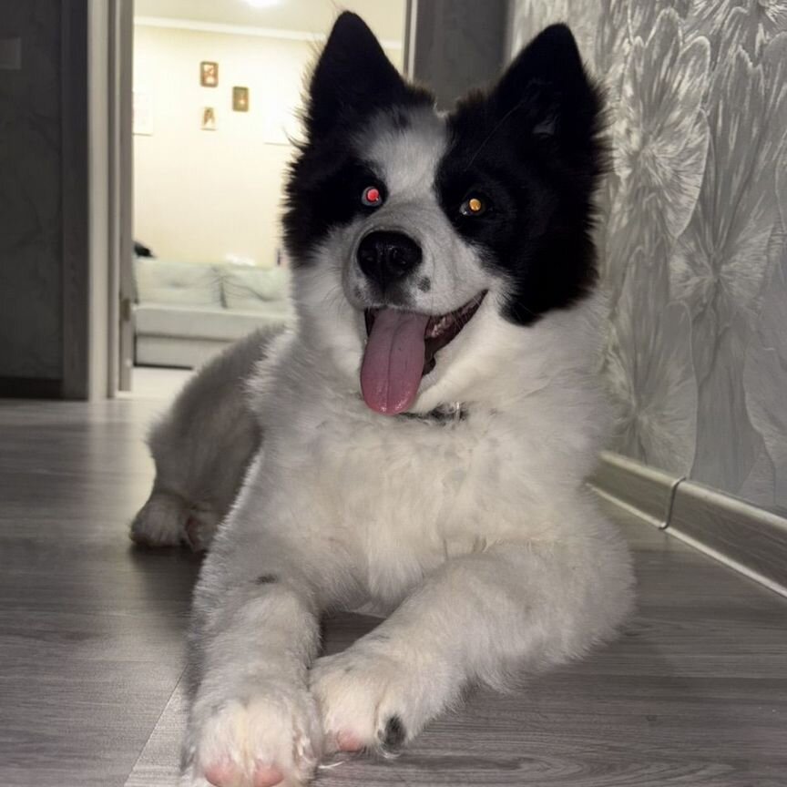 Якутская лайка, щенок