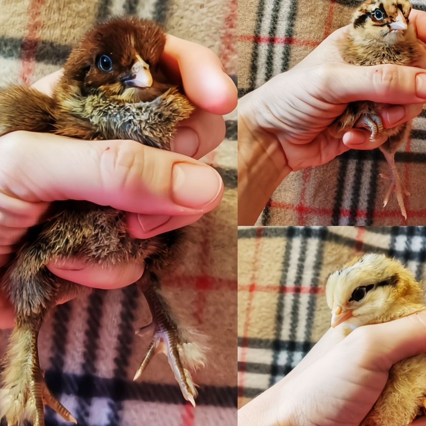 Цыплята суточные несушки