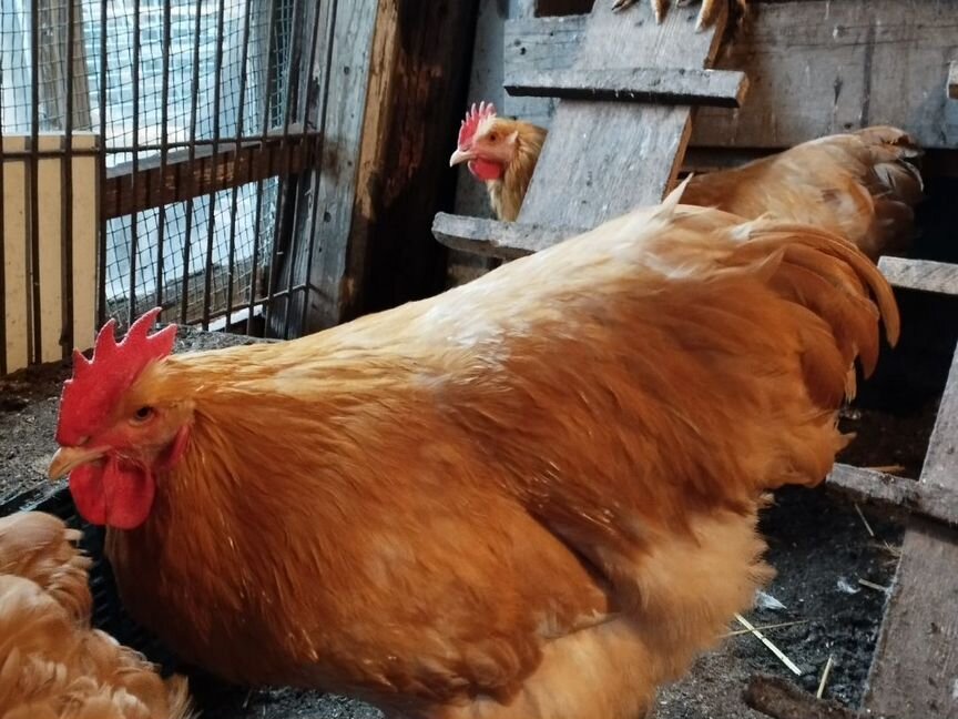 Продам петуха орпингтон