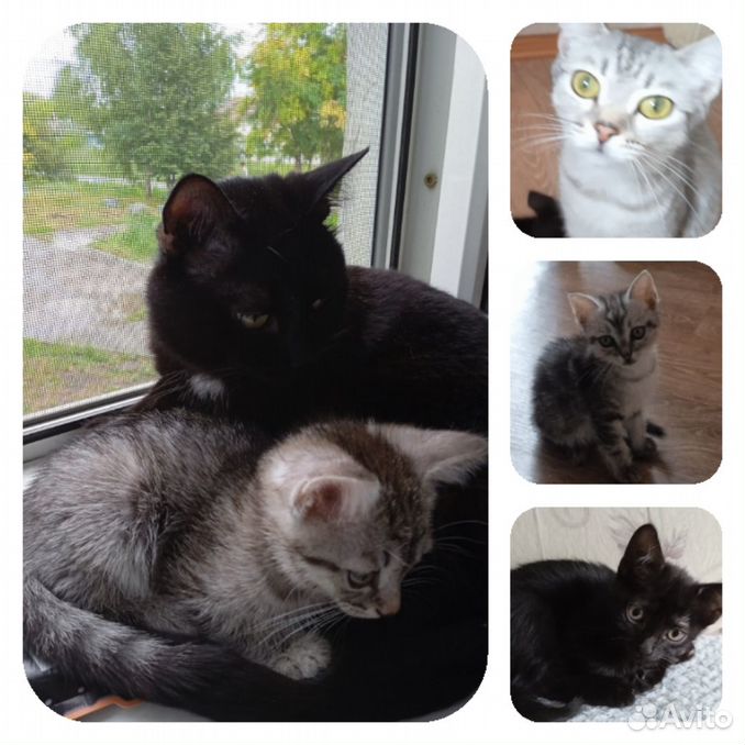 Отдам милашек в добрые руки