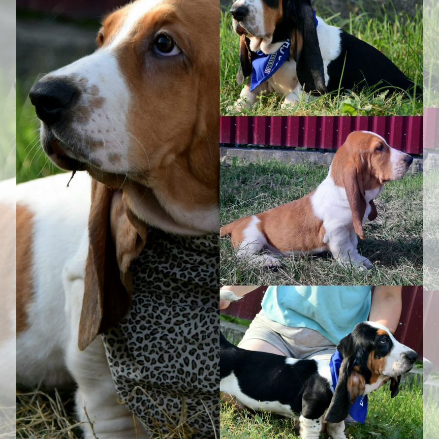 Карапузы Бассята