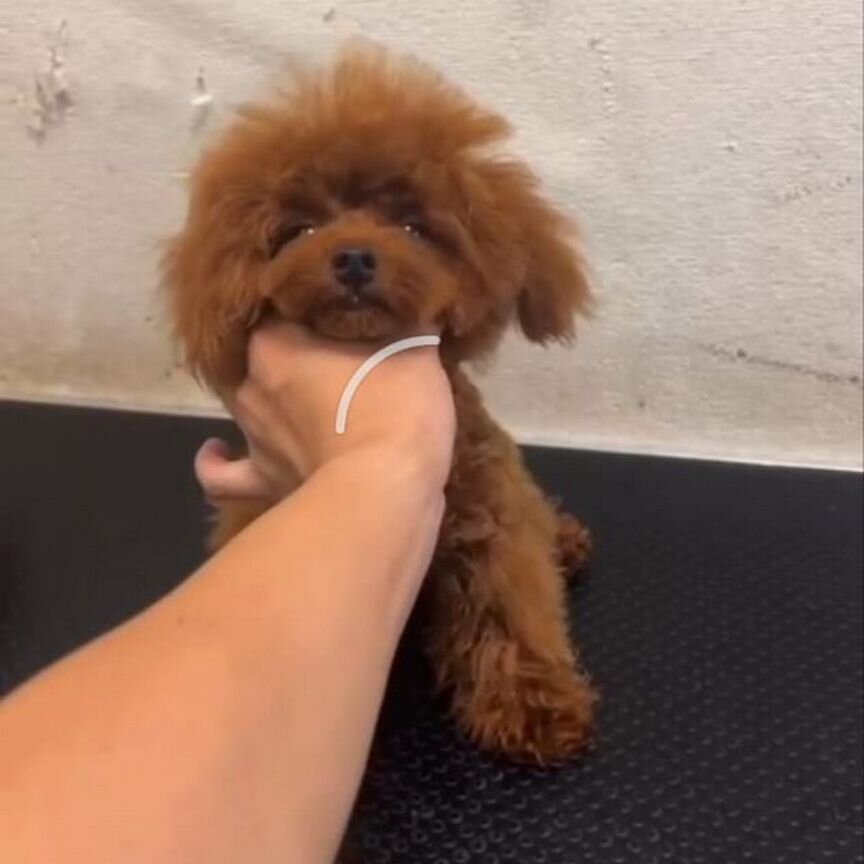 Тикап тедди