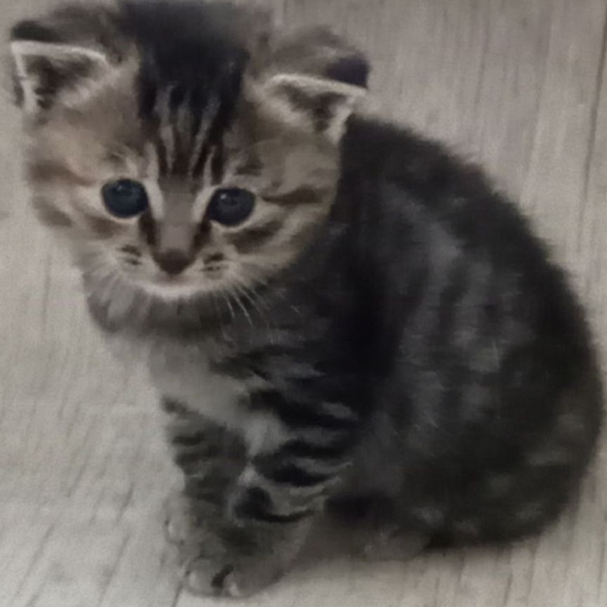 Котёнок в добрые руки