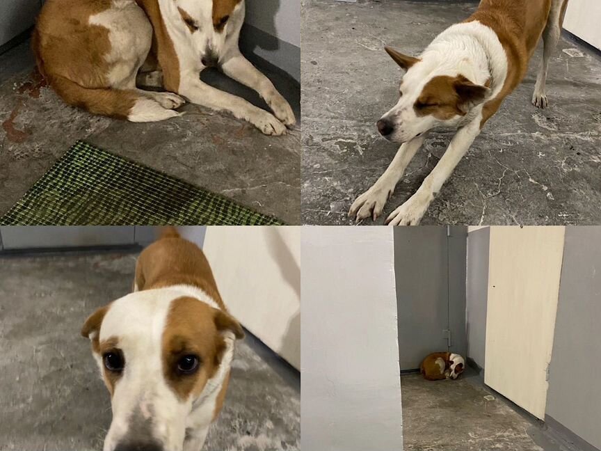 Собака в семью