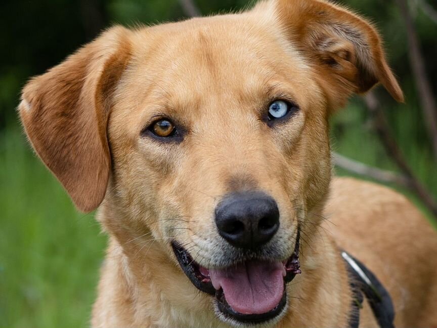 Молодой, дружелюбный пёс в добрые руки