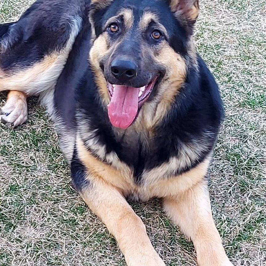 Щенки Восточно-европейской Овчарки