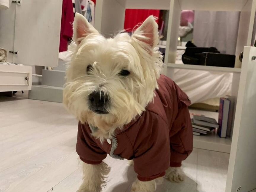 Комбенизон для собаки