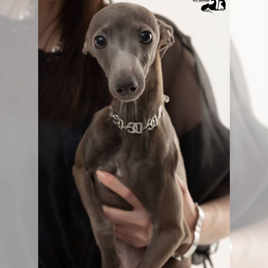 Левретка, щенок