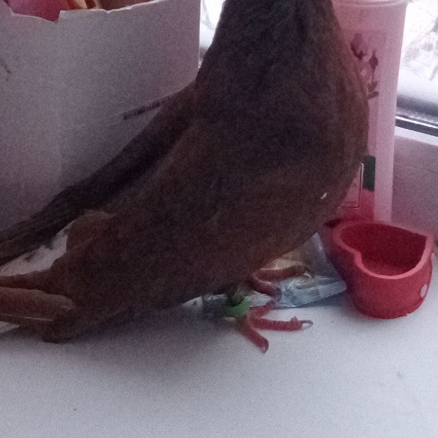 Продам голубку