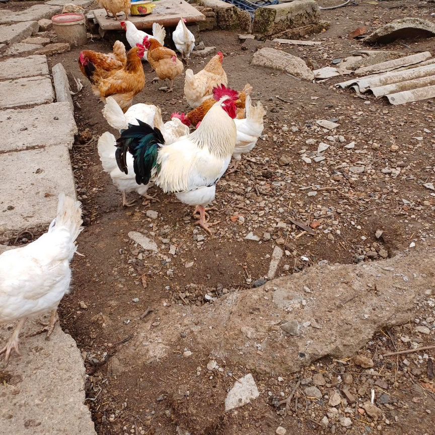 Куры и петухи домашние