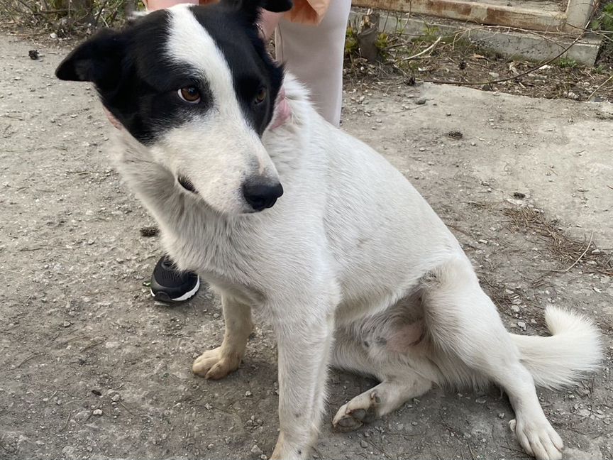 Пес молодой нужен дом или передержка