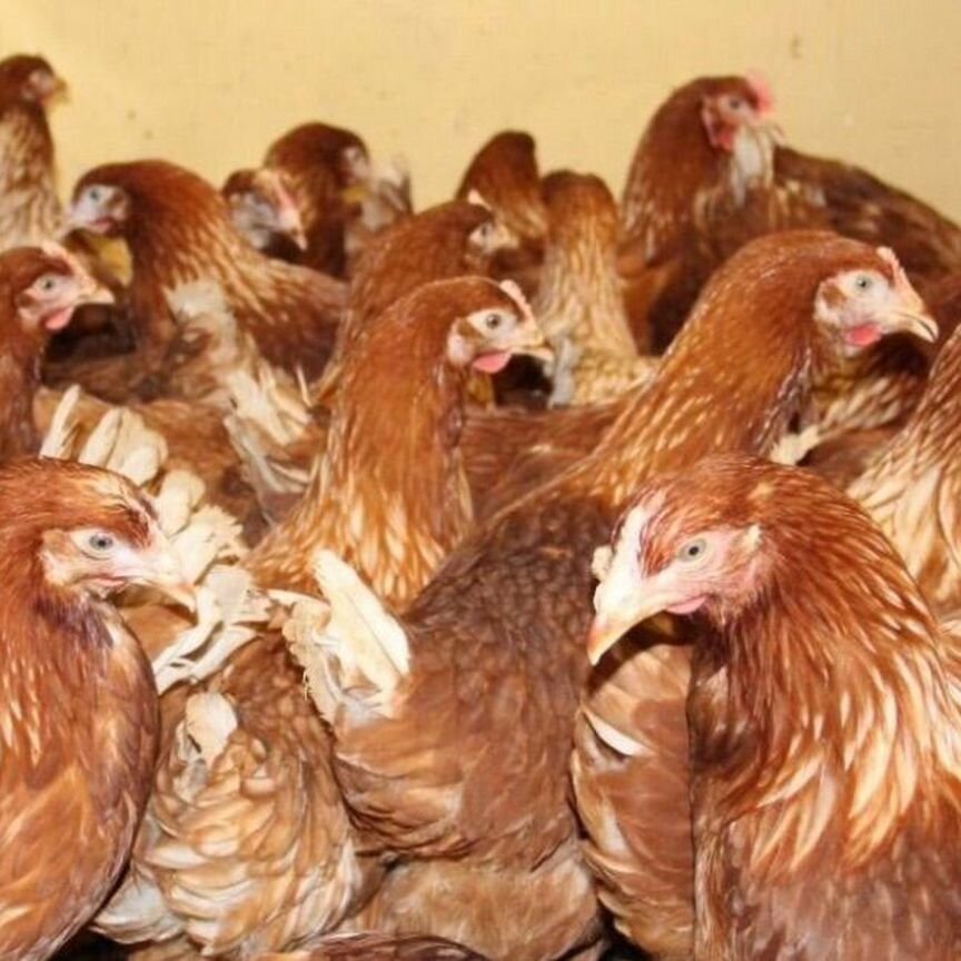 Куры несушки Лаун браун с доставкой