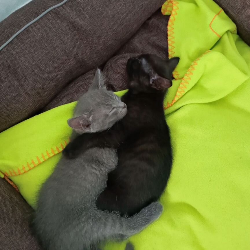 Котята обычные