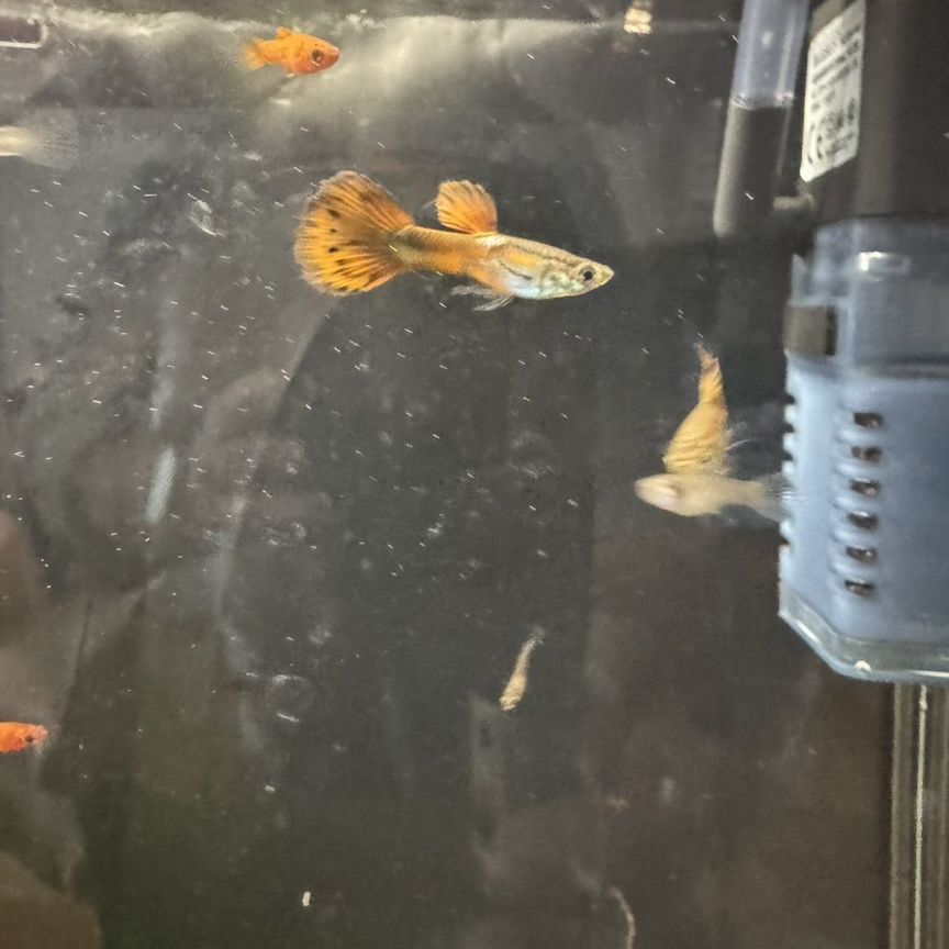 Рыбки гуппи